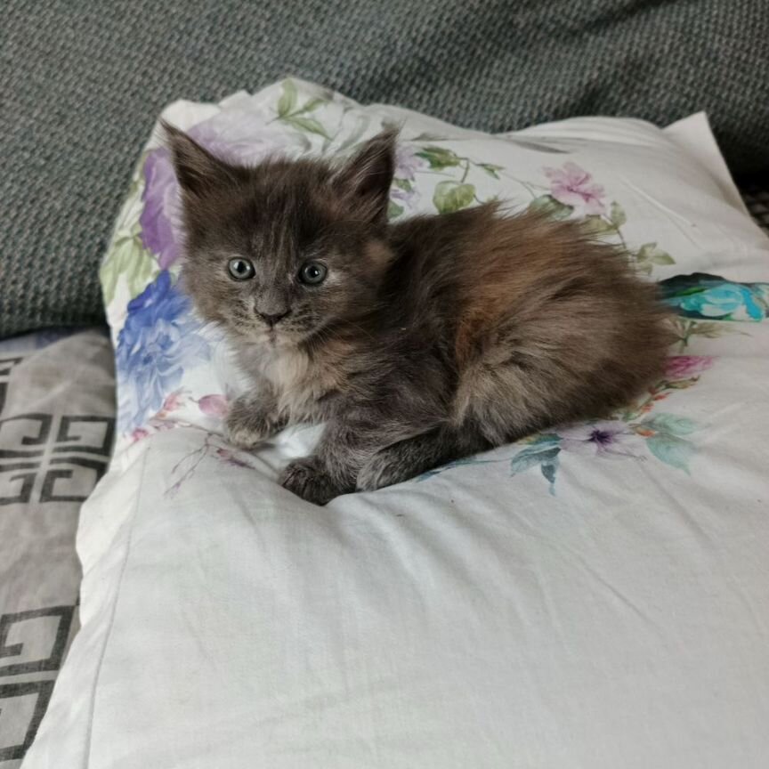 Девочка мейкун