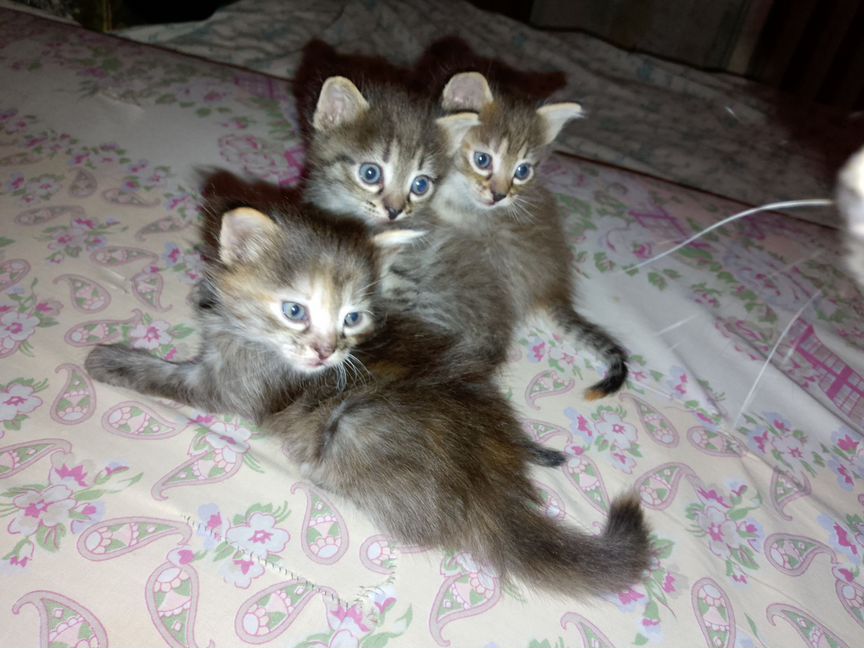 Кошки в добрые руки