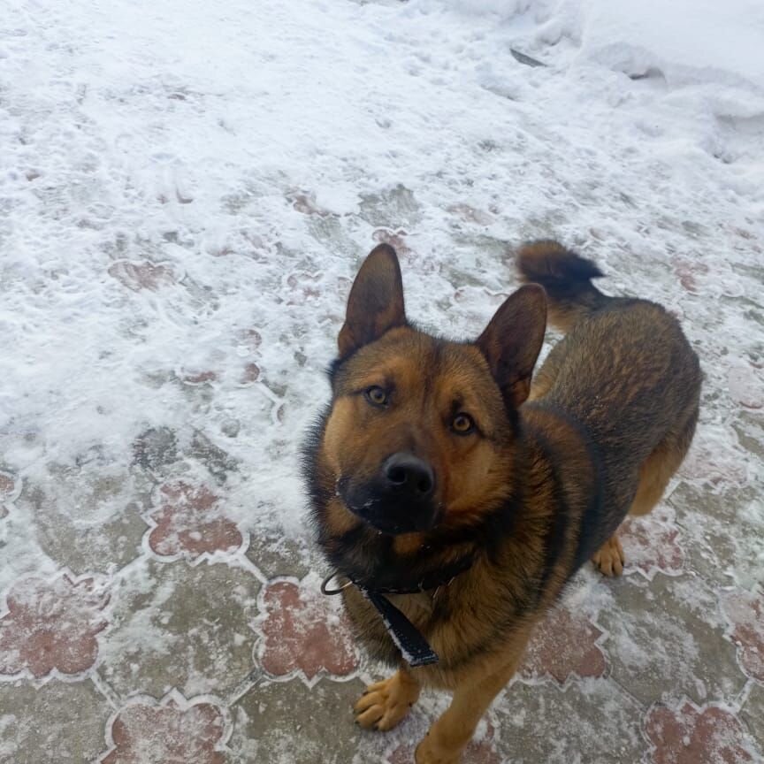 Кобель помесь с чистокровной овчаркой