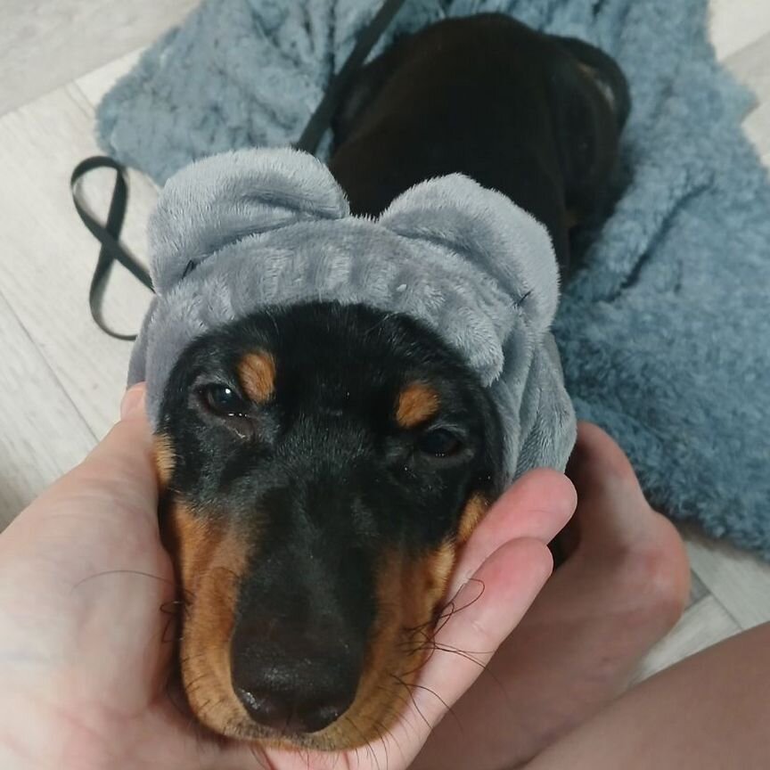 Такса, щенок