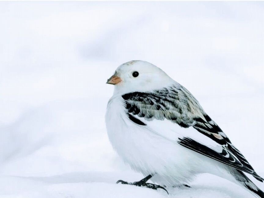 Птица Пуночка(полярная овсянка)