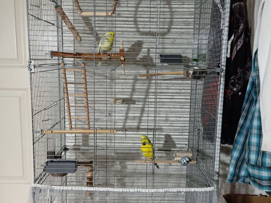 Волнистые попугаи (девочки)