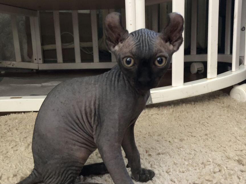 Канадский сфинкс котенок