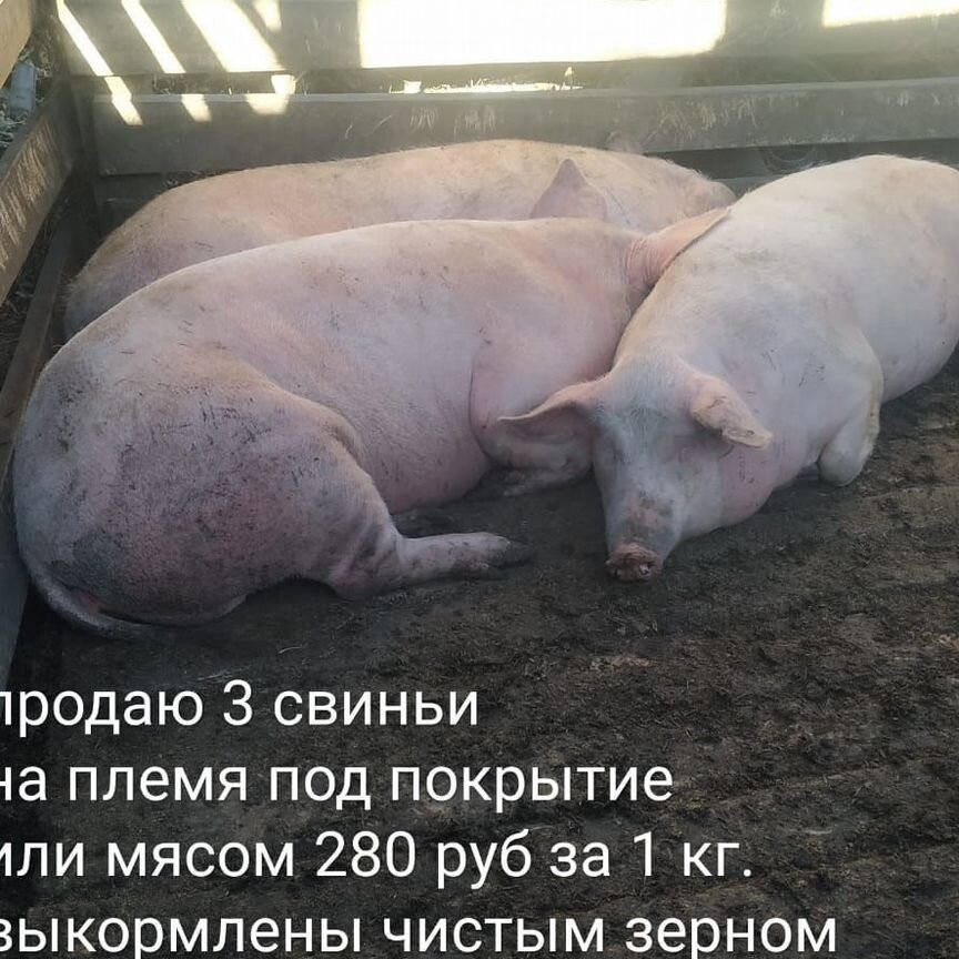 Сельхозживотные