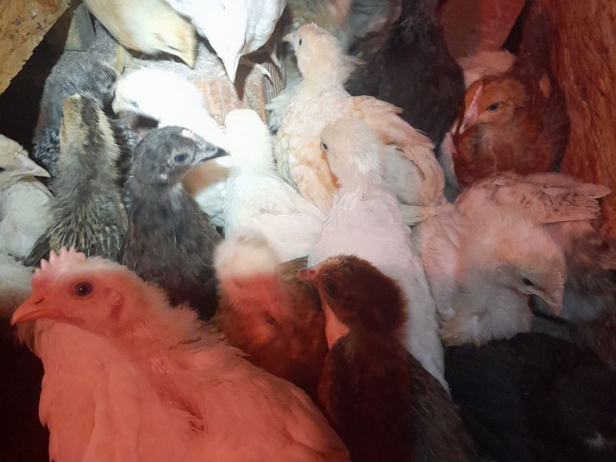 Цыплята несушки подрощенные