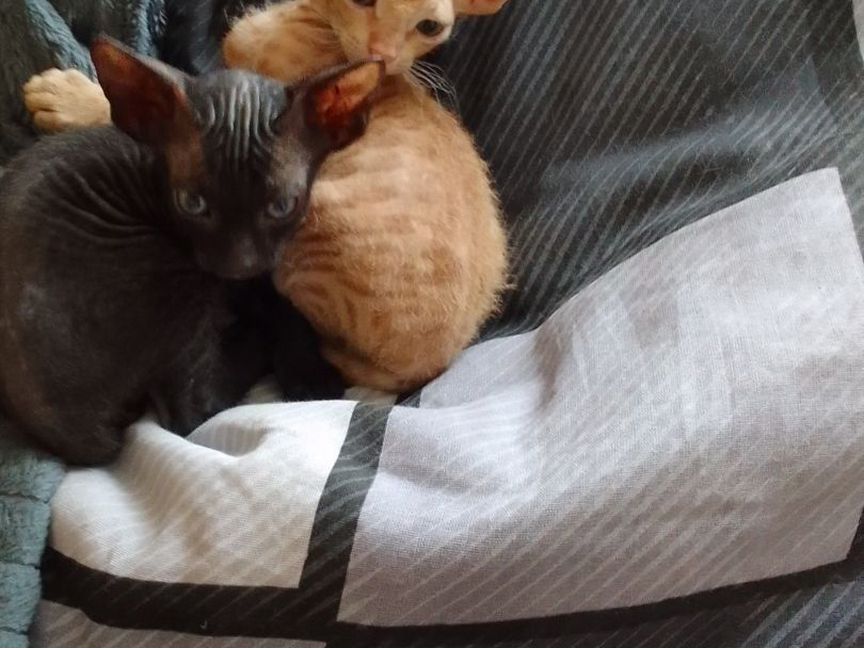 Кошки породистые