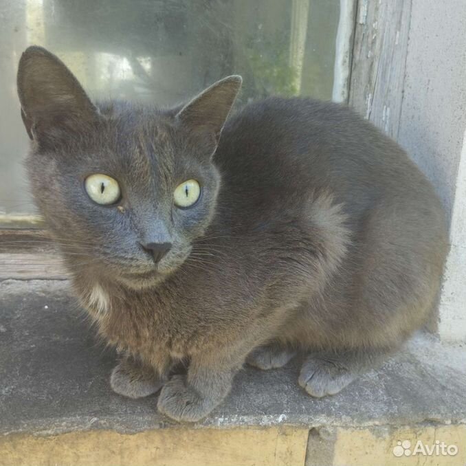 Кошка 1 год Корат, или метис русской голубой