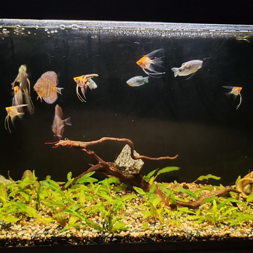 Аквариумные рыбки