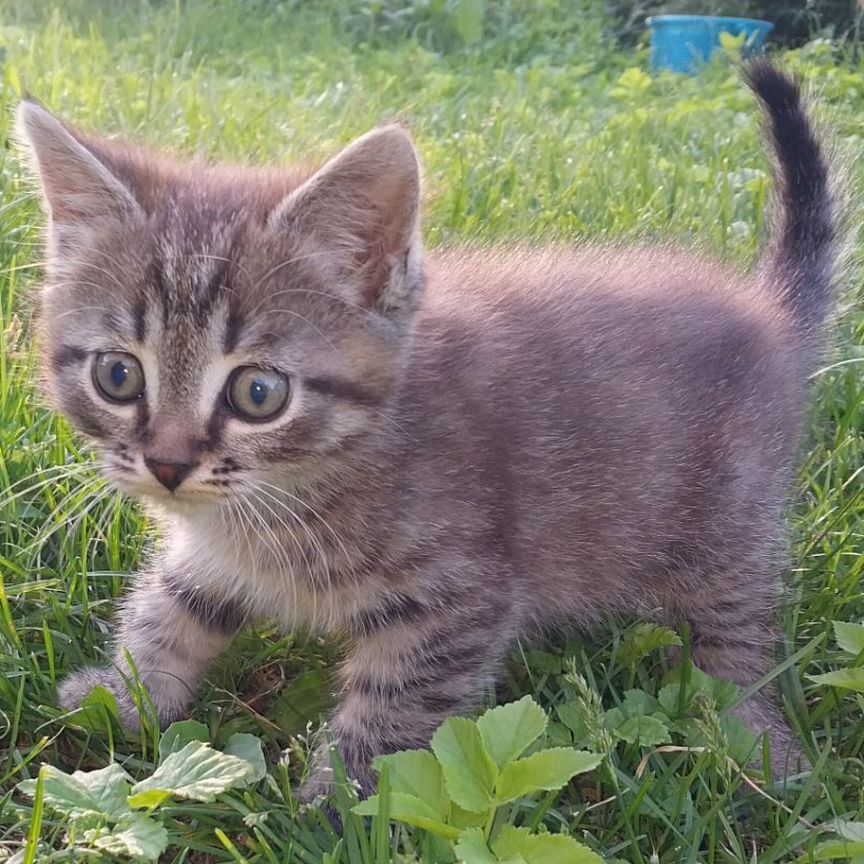 Котёнок в добрые руки