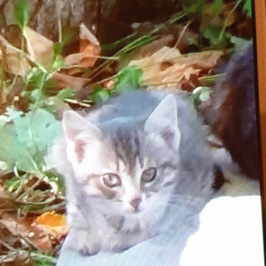 Пристраивается котик