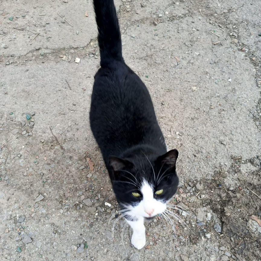 Котик в добрые руки