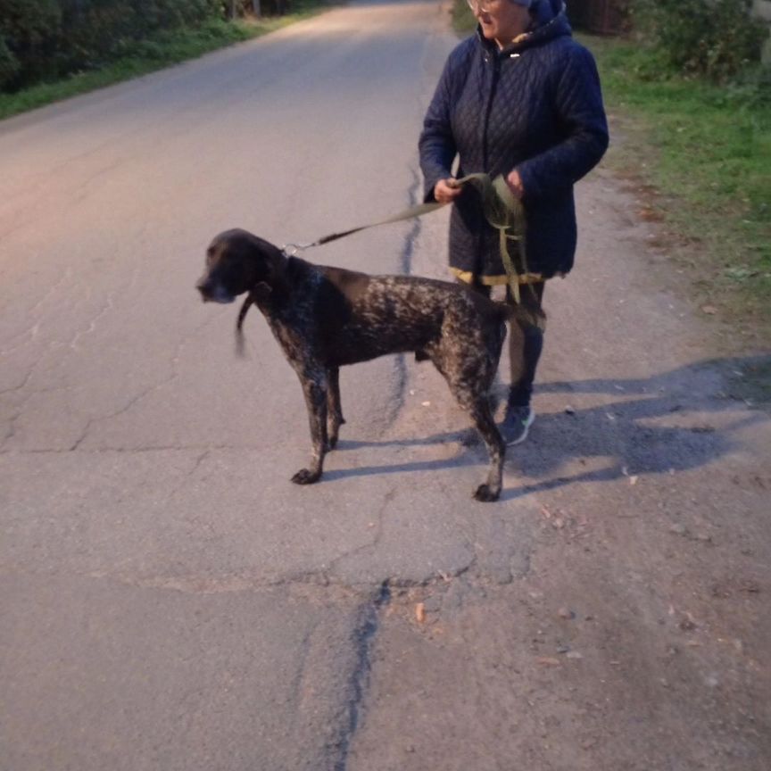 Собаки ищут дом