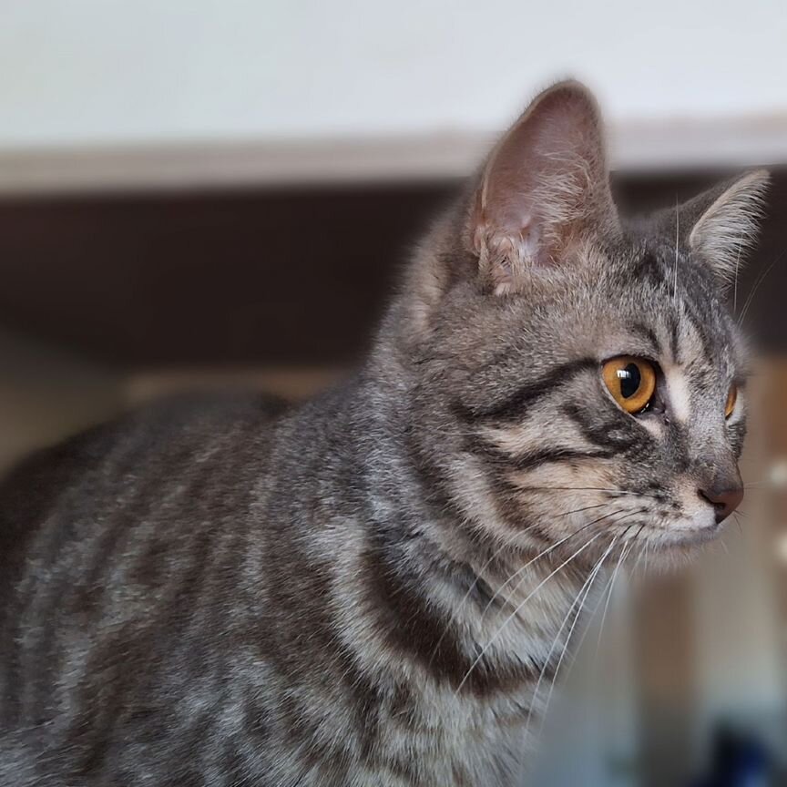 Кот потеряшка