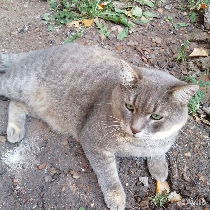 Кот Бориска