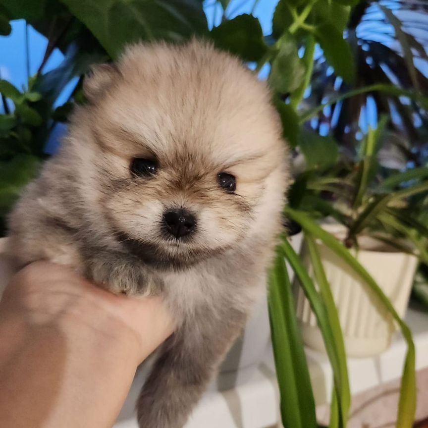 Малыши шпицы