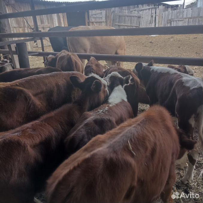 Бычки 15 голов и 4 телки