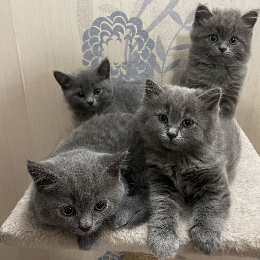 Британские котята