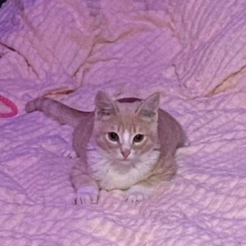 Отдам котёнка в добрые руки