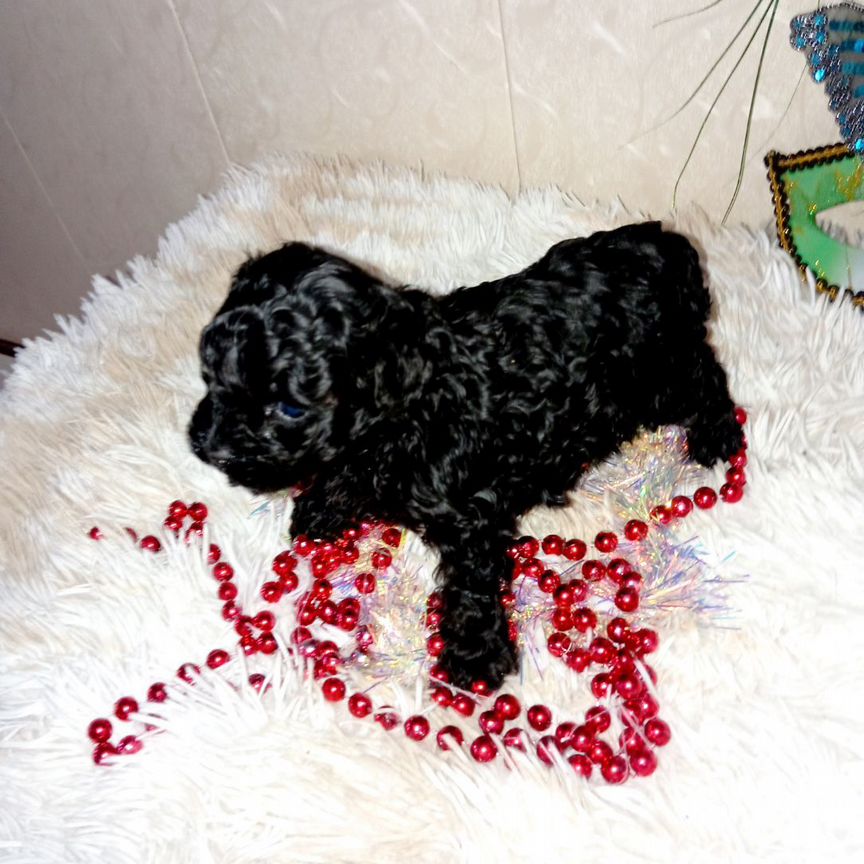 Чёрный мальтипу