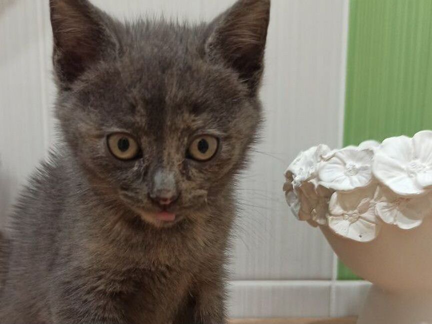 Котёнок девочка русская голубая ищет дом