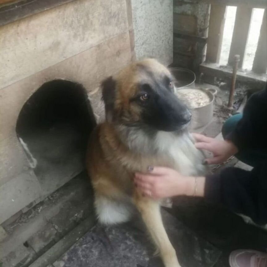 Пёсику нужен дом