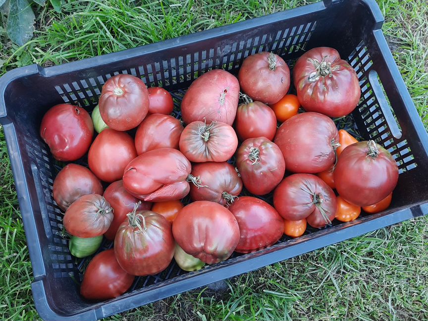 Помидоры скоту