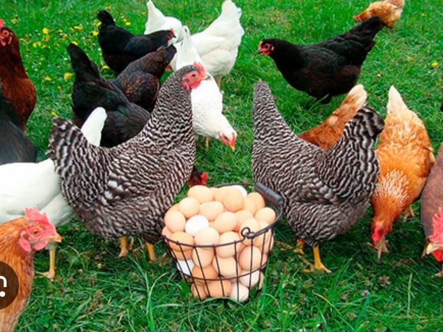 Куры несушки