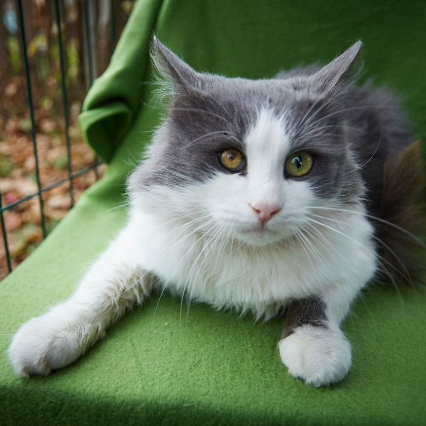 Котик Джек Воробей