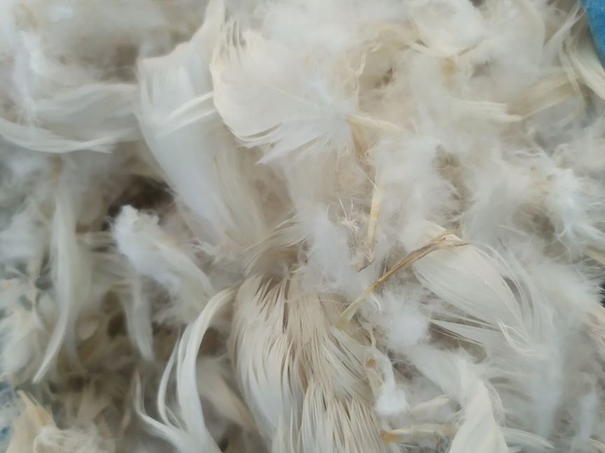 Пух -перо муллардов