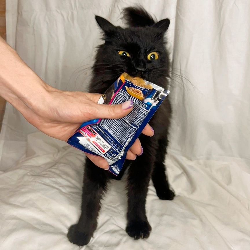 Отдам кота