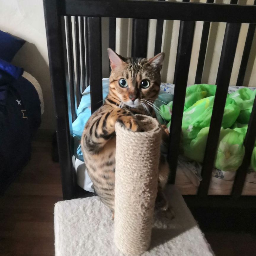 Бенгальская кошка