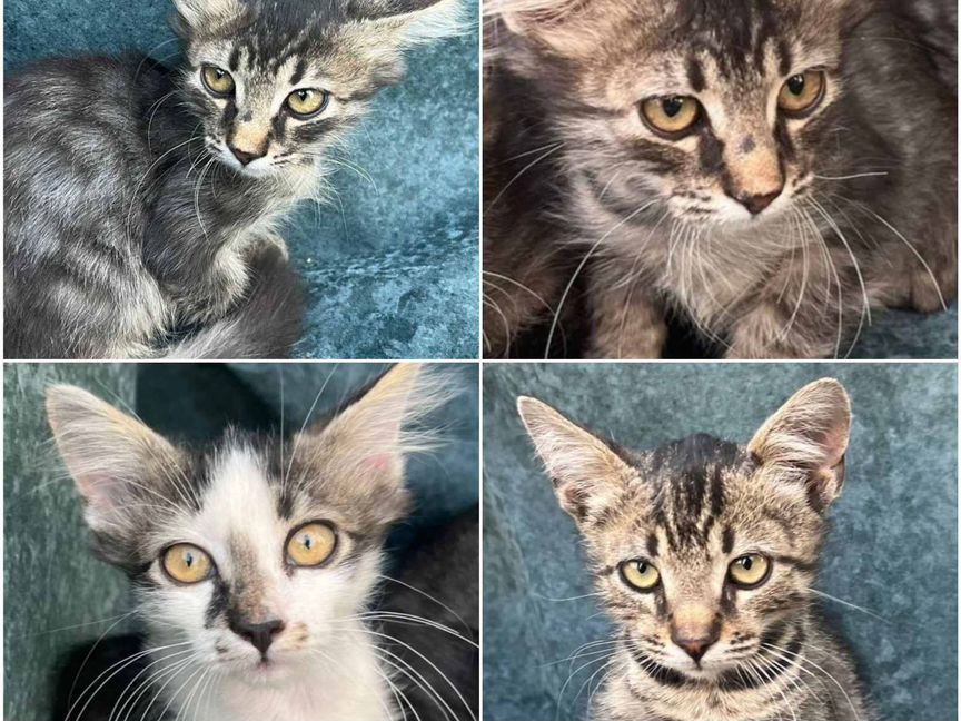 Котятам ищем дом