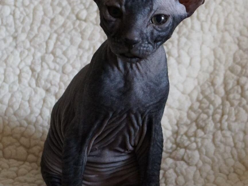 Канадский сфинкс котенок девочка