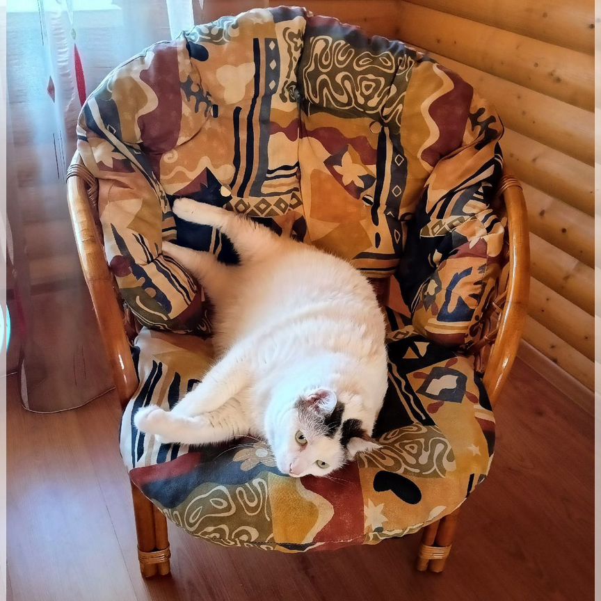 Взрослый кот в добрые руки