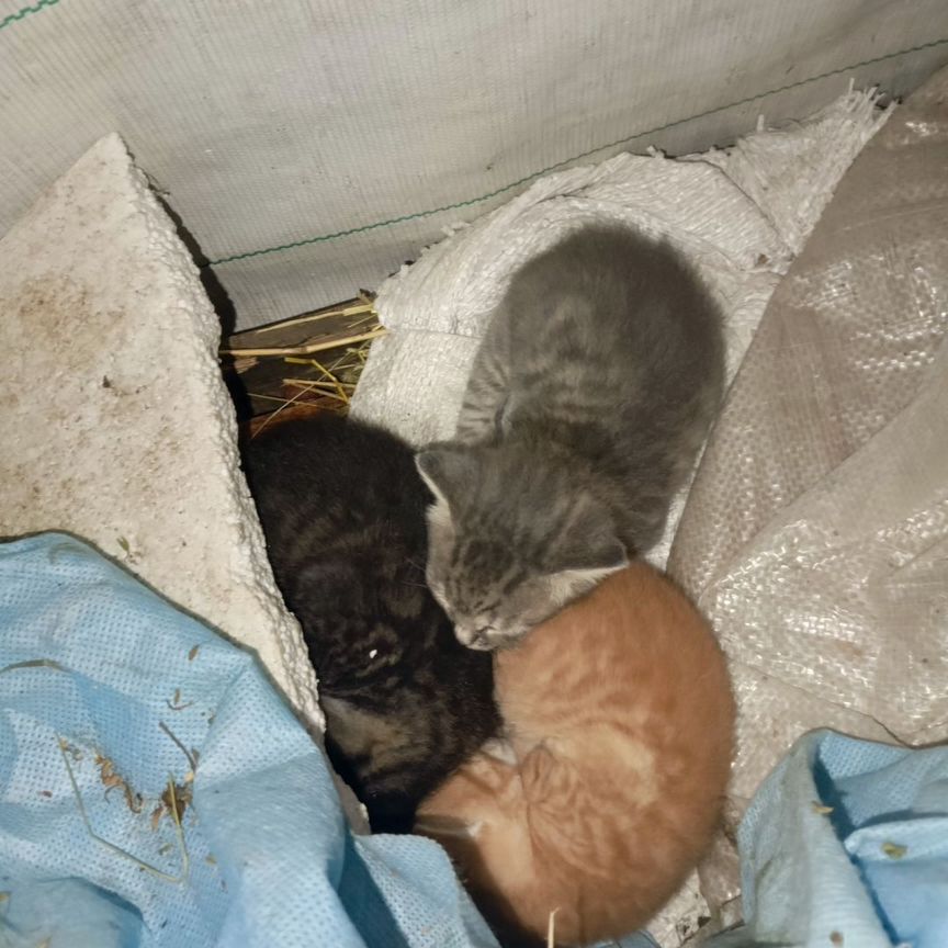 Уличные котята в добрые руки