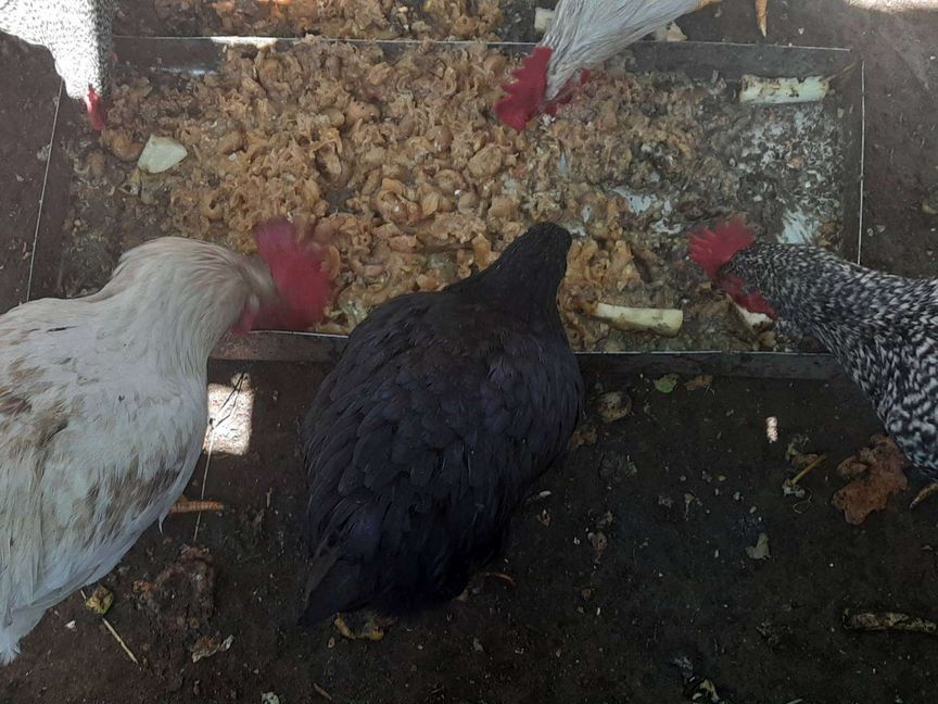 Куры молодки и петух