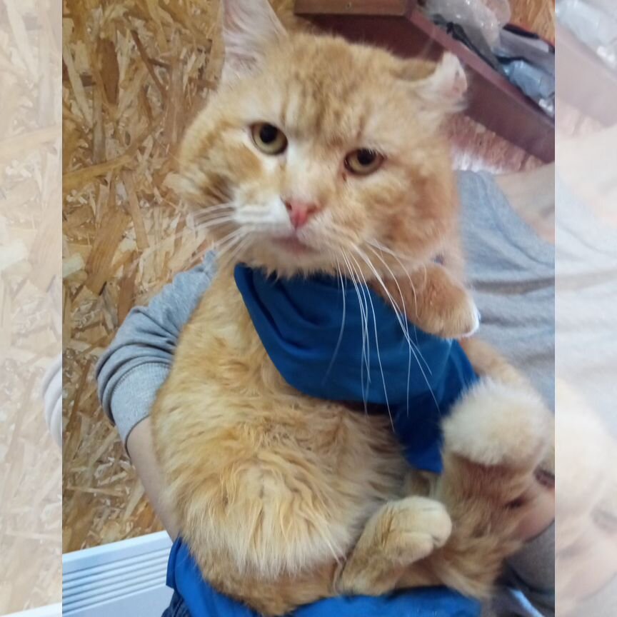 Взрослый кот в добрые руки