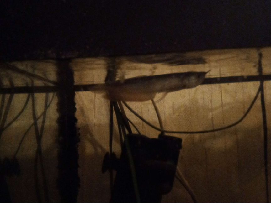 Арована серебряная