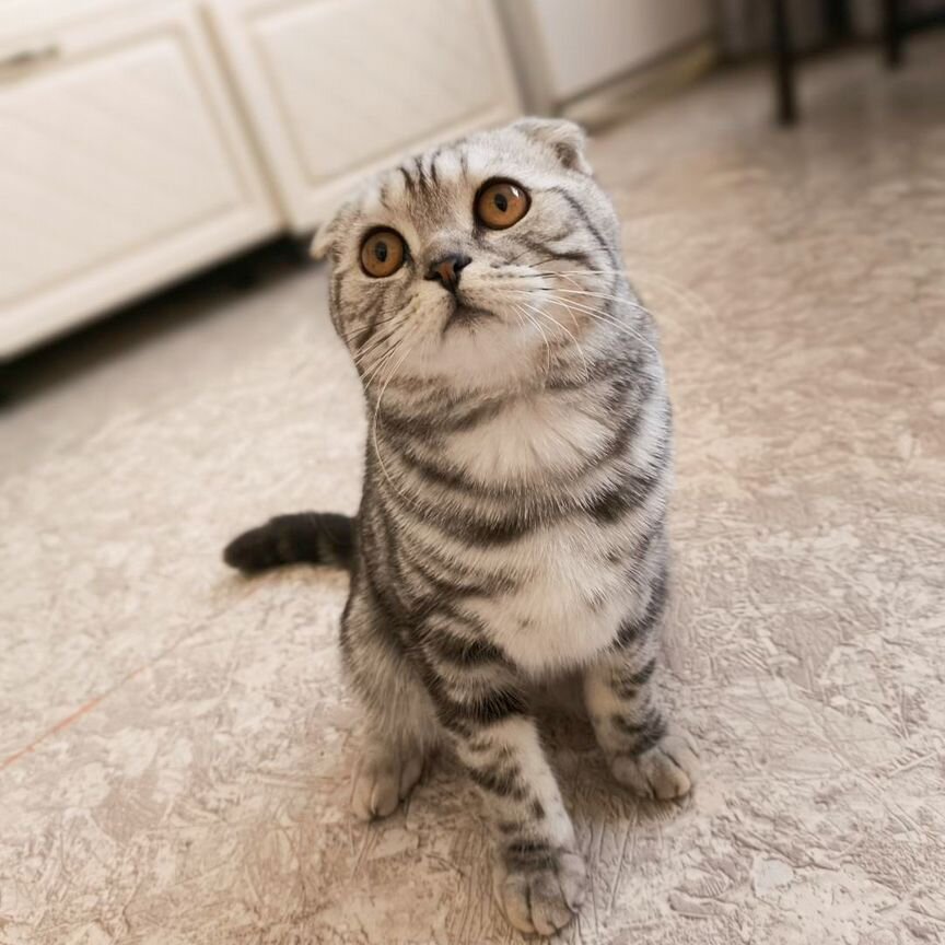 Шотландская вислоухая