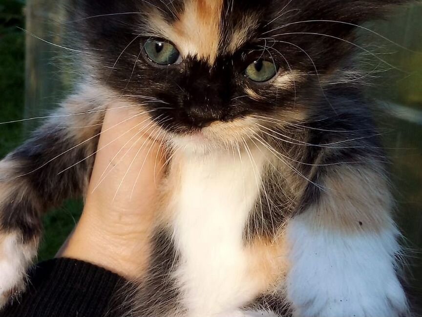 Котенок девочка в дар бесплатно