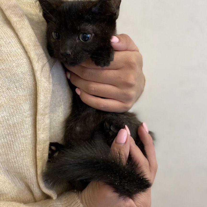 Маленькая Багира