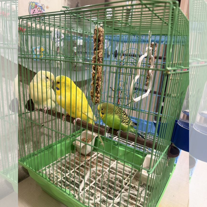 Волнистый попугаи ручные с клеткой