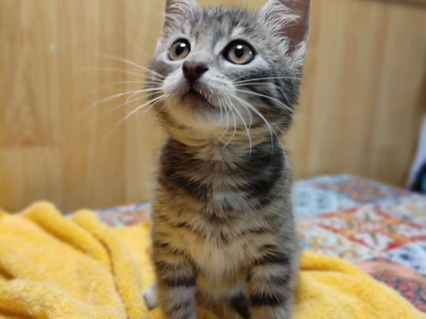 Котёнок изюмчик, 3.5 мес., привит, серый