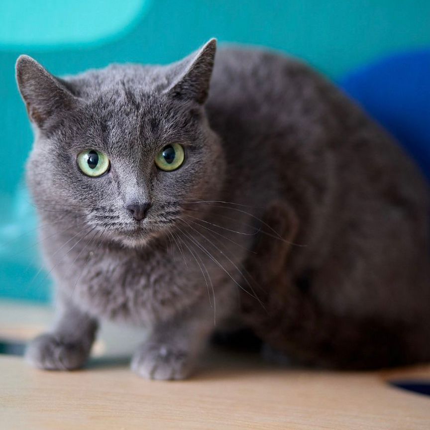 Взрослая, кошка в добрые руки