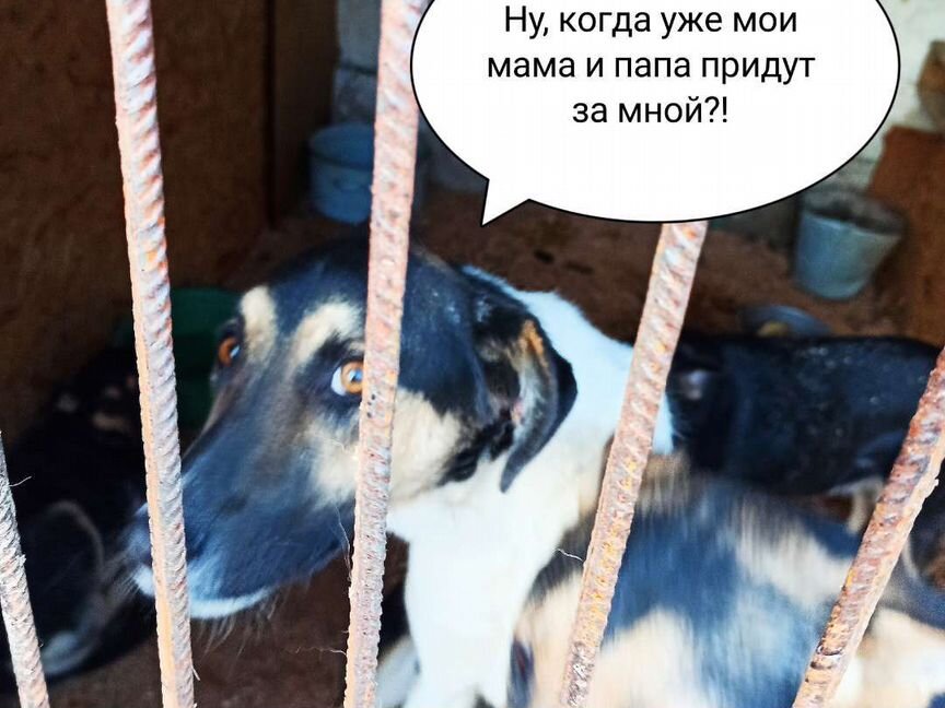 Пёс-оптимист пёс-антидепрессант весёлый активный