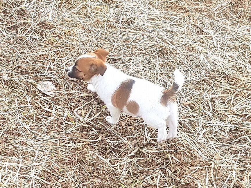 Щенки деаочки джек рассел терьер