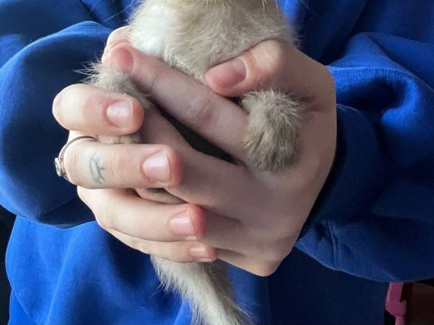 Котята британки и сфинкса
