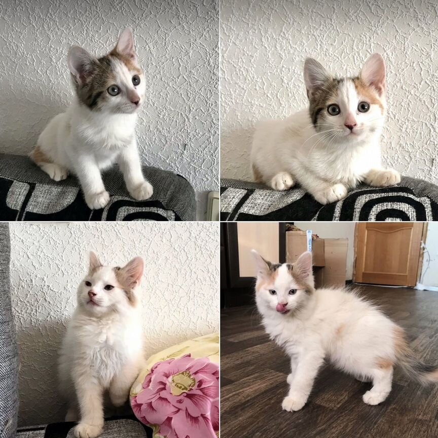 Котятки 2 девочки