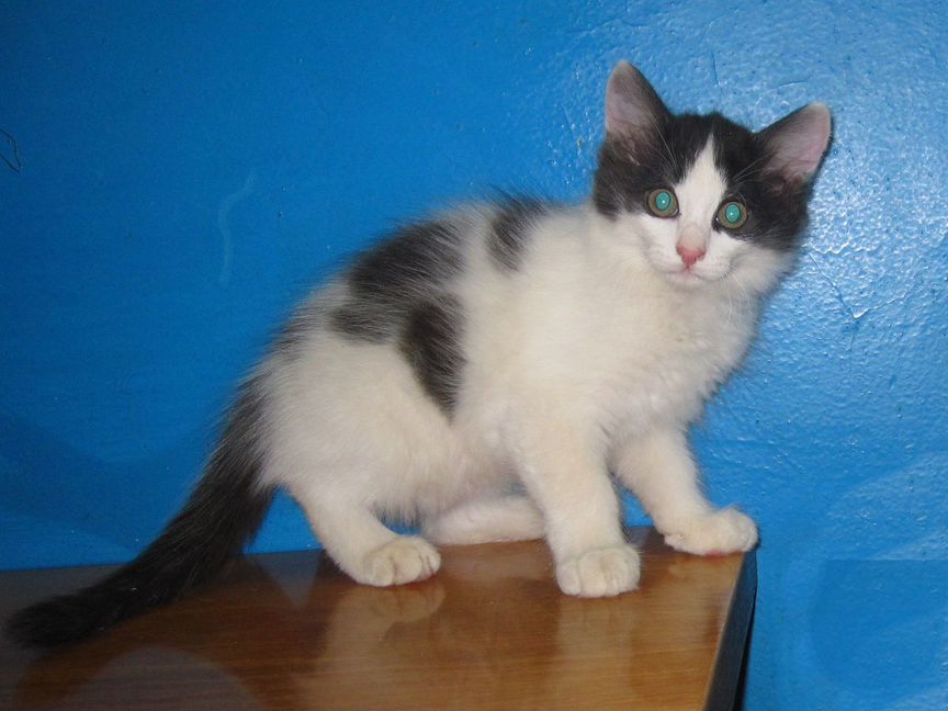 Котята милые