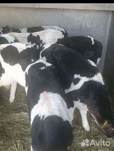 Телята бычки